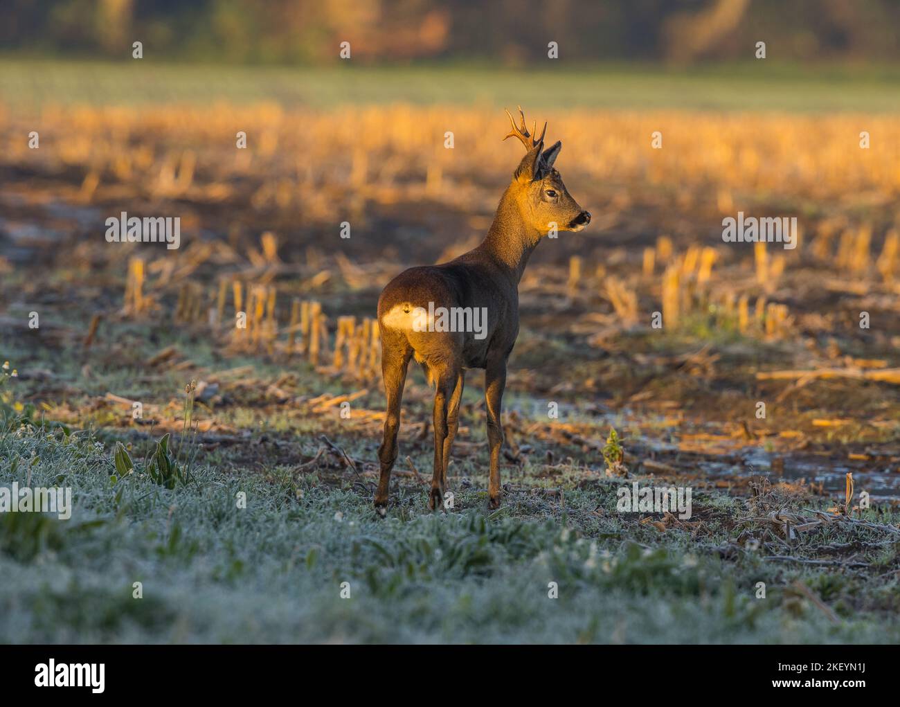 With captured roe deer hi-res stock photography and images - Alamy