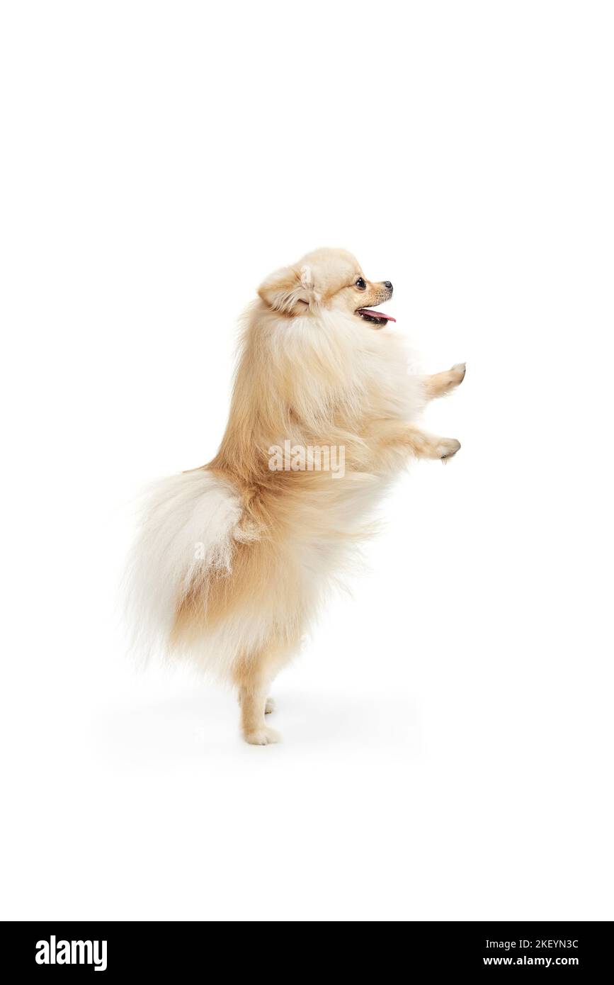 Little purebred dog, cream color pomeranian Spitz dog isoltaed over ...