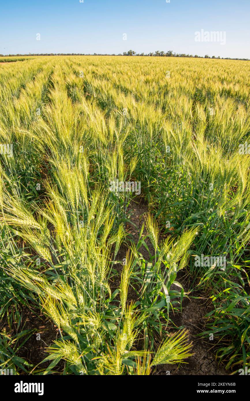 Australian wheat hi-res stock photography and images - Alamy