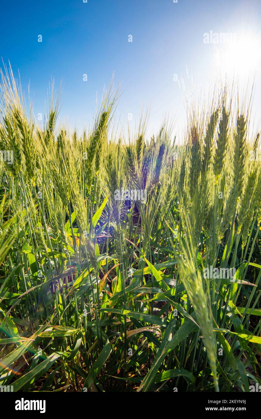 Semi-dwarf wheat crop growing on a property in northwest New South ...