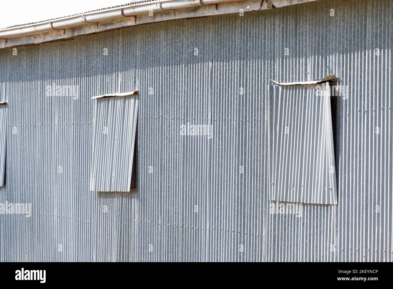 A corrugated galvanized iron shed with multiple hinged iron window ...