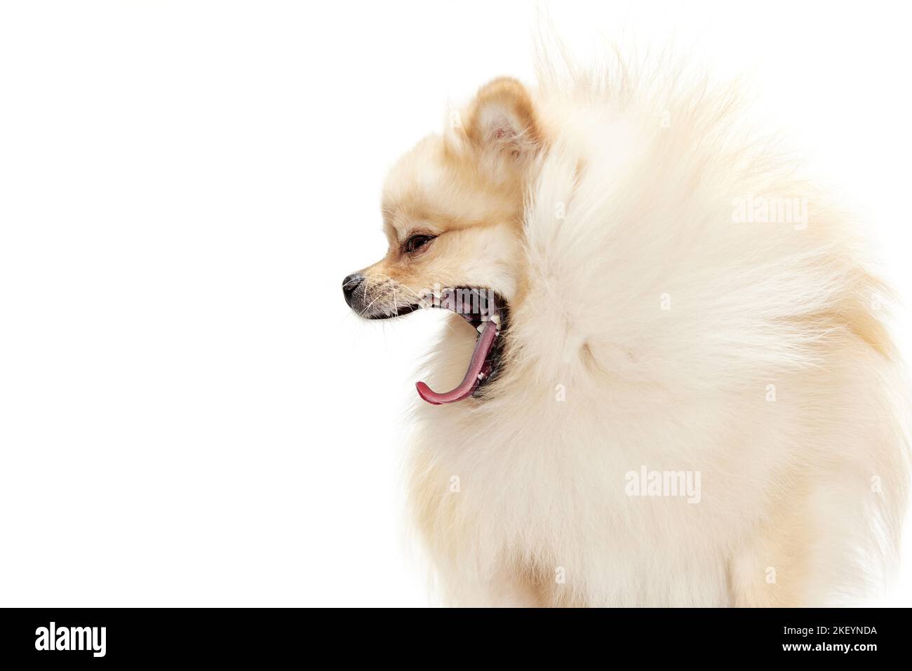Yawn. Cute small sand color pomeranian Spitz, doggy or pet posing ...