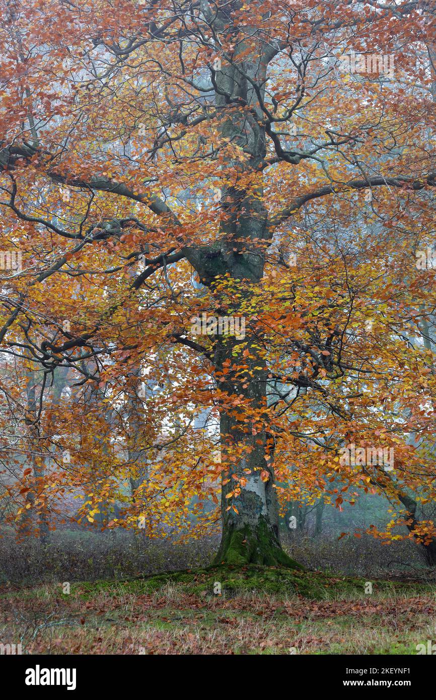 Beautiful beech tree hi-res stock photography and images - Alamy
