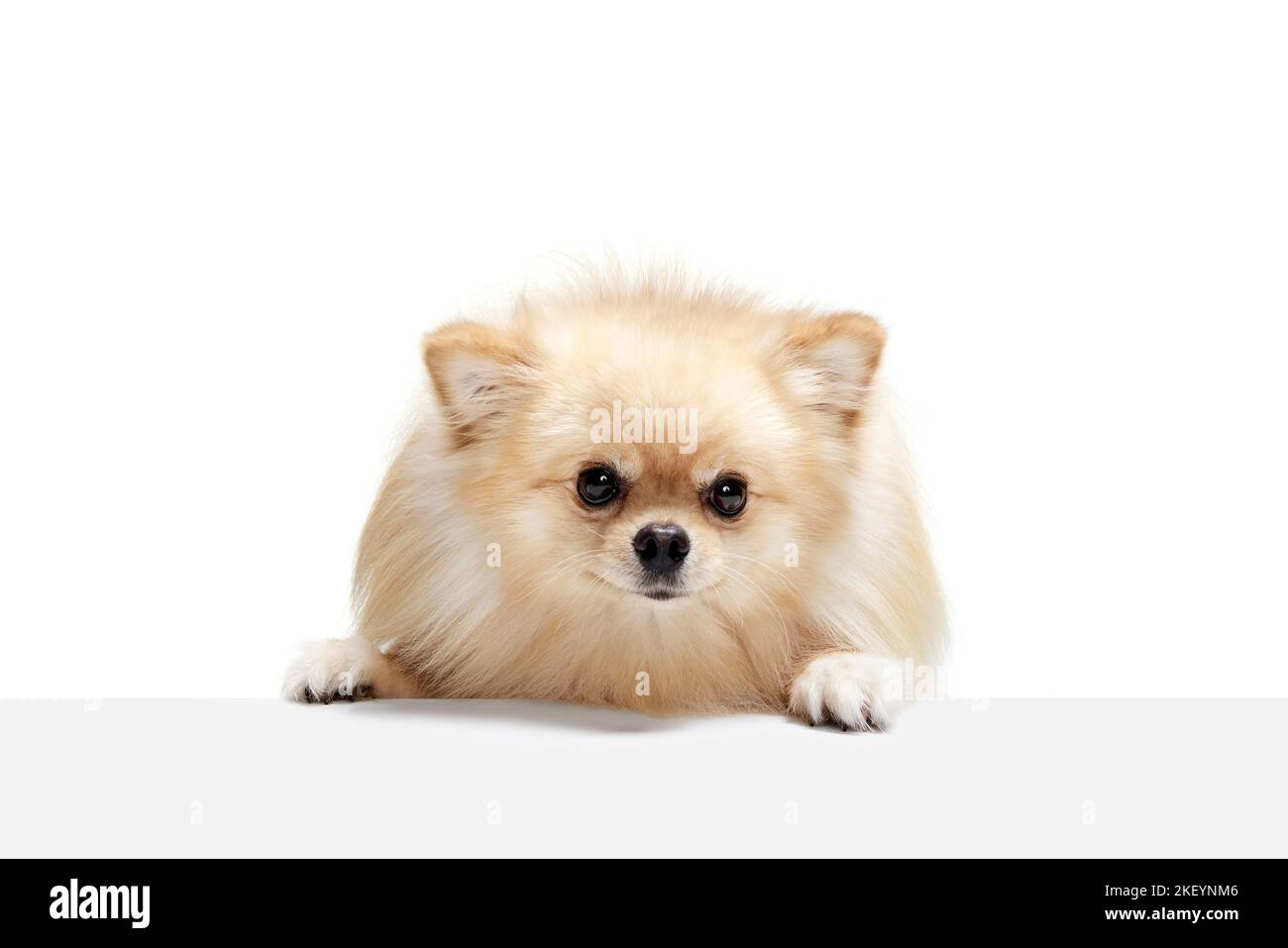 Dog looks calm. Cute small sand color pomeranian Spitz, doggy or pet ...