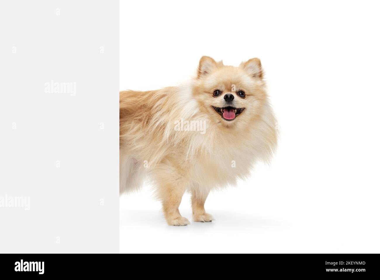 Little purebred dog, cream color pomeranian Spitz dog isoltaed over ...