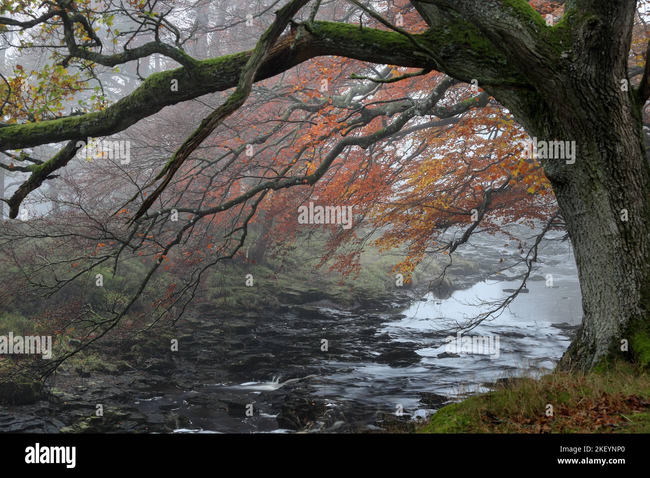 Trees Overhanging the River Tees on a Misty Autumnal Day, North ...