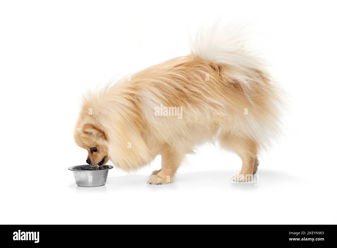 Drinking water. Cream color pomeranian Spitz dog isoltaed over white ...