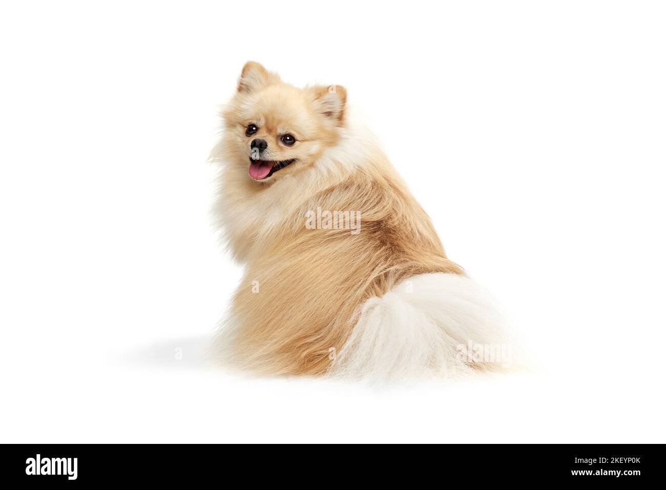 Back view of cute small sand color pomeranian Spitz, doggy or pet ...