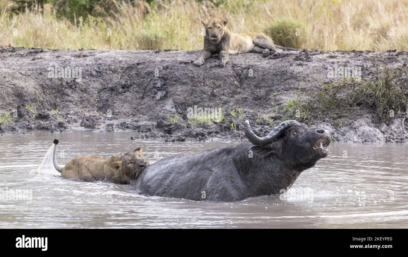 The lion takes a sharp bite. Sabi Sands, South Africa: THESE INCREDIBLE ...