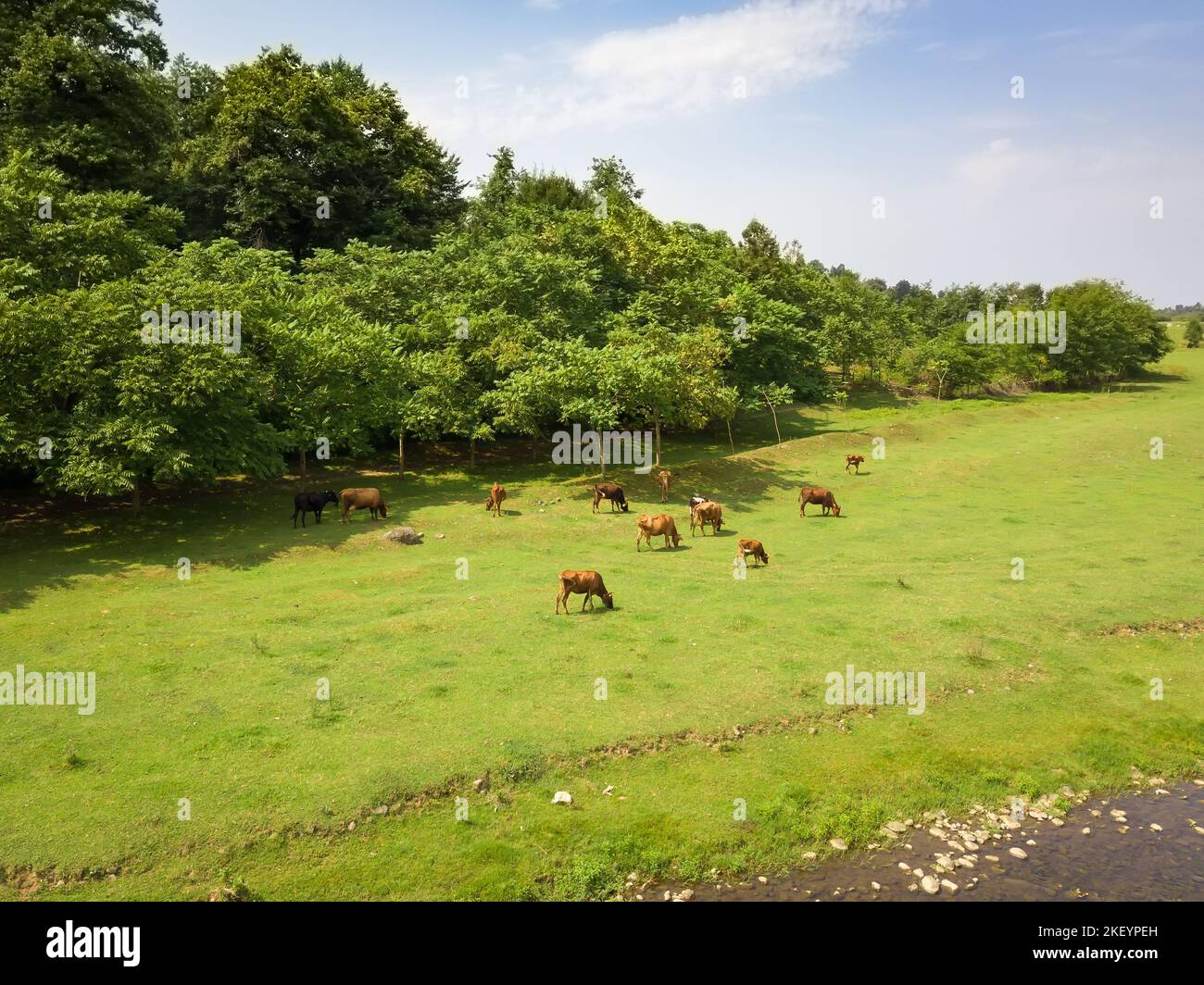 Cows graze in a field with green grass and a river on the farm. Drone ...