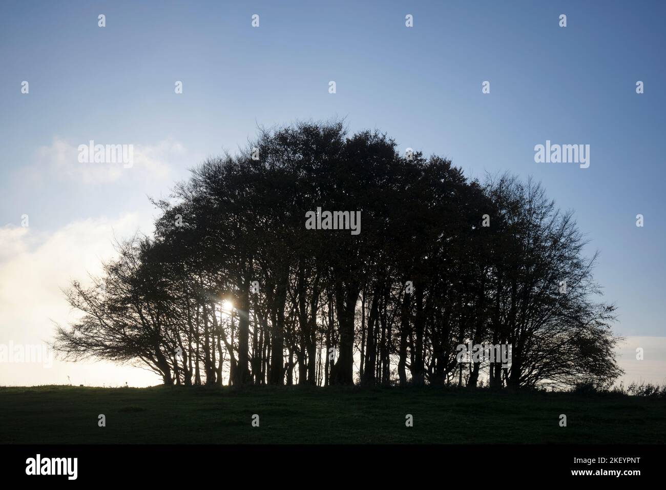 Beech Clump on the Wiltshire Downs Stock Photo - Alamy