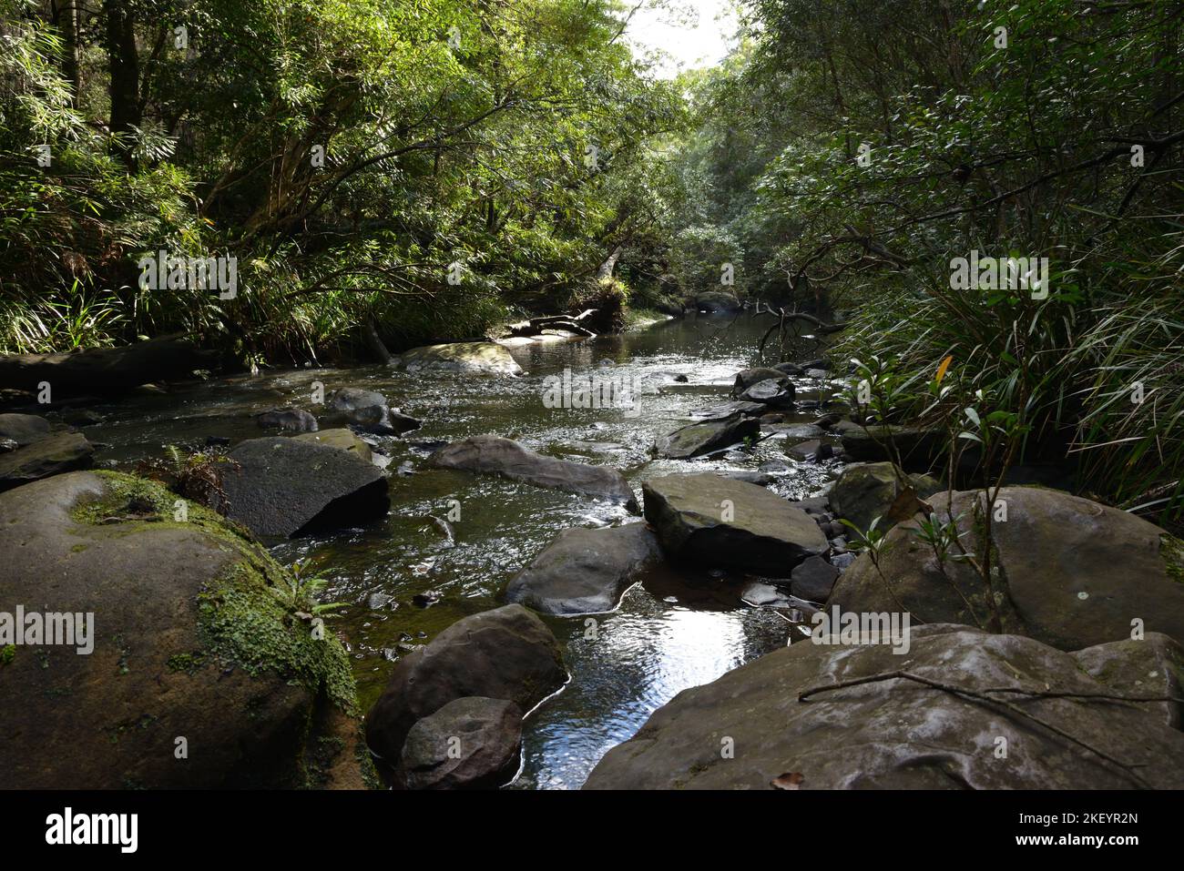 River flowing through the Australian bush on a sunny day Stock Photo ...