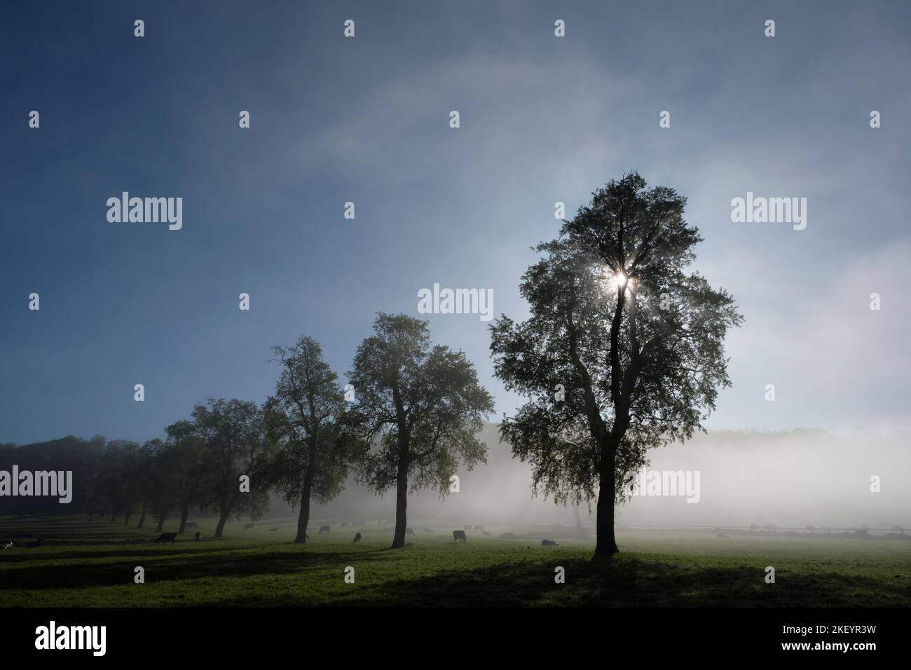 Somerset Trees in the Morning Stock Photo - Alamy