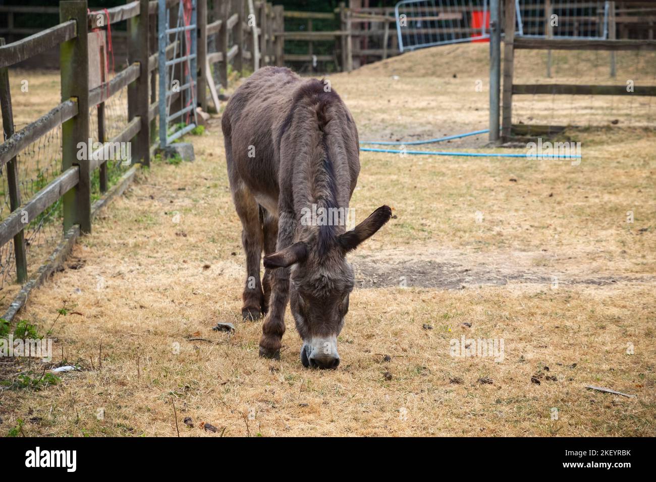 Donkey grazing at Hackney city farm in London, England Stock Photo - Alamy