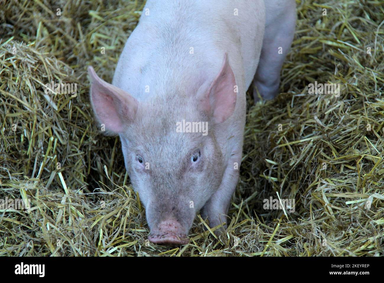 A Small Farmyard Pink Pig Walking on a Straw Bed Stock Photo - Alamy