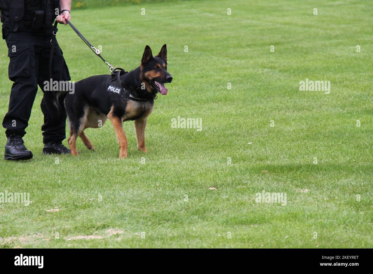 An Alsatian Police Dog with the Trainer Handler Stock Photo - Alamy