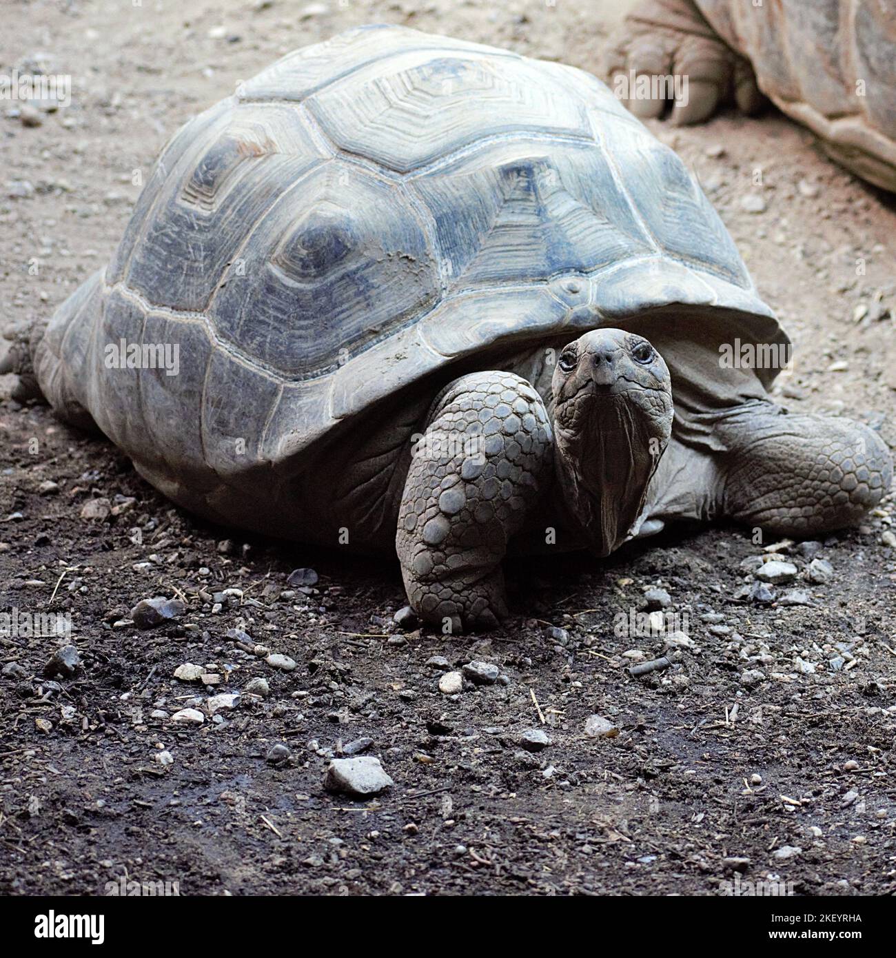 Odense zoo hi-res stock photography and images - Alamy