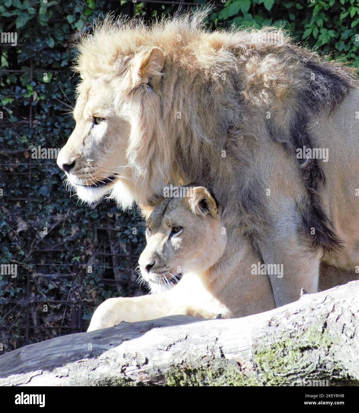 A lion and a lioness in the Odense Zoo, Denmark Stock Photo - Alamy