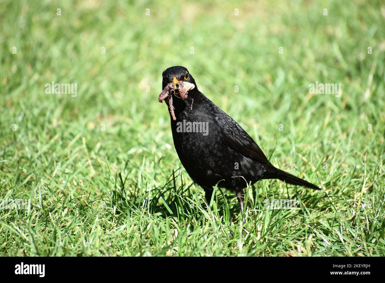 A close-up shot of a Common blackbird with worms in a beak Stock Photo ...