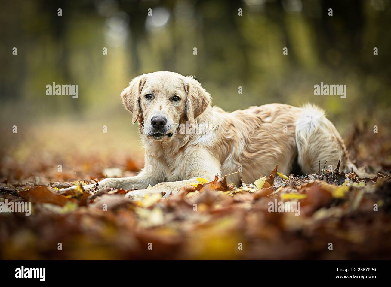 Golden middle way hi-res stock photography and images - Alamy