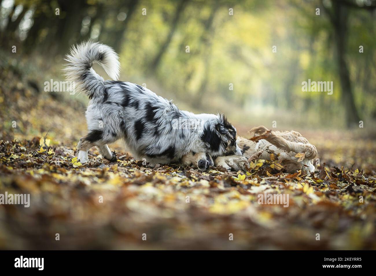 Moving through attack hi-res stock photography and images - Alamy