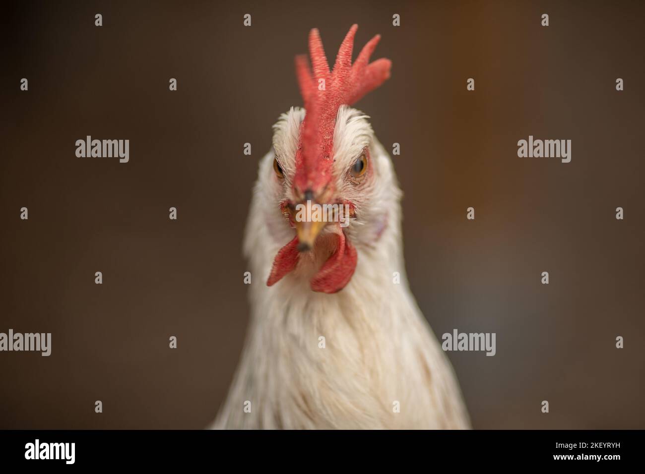 Italian hen hi-res stock photography and images - Alamy