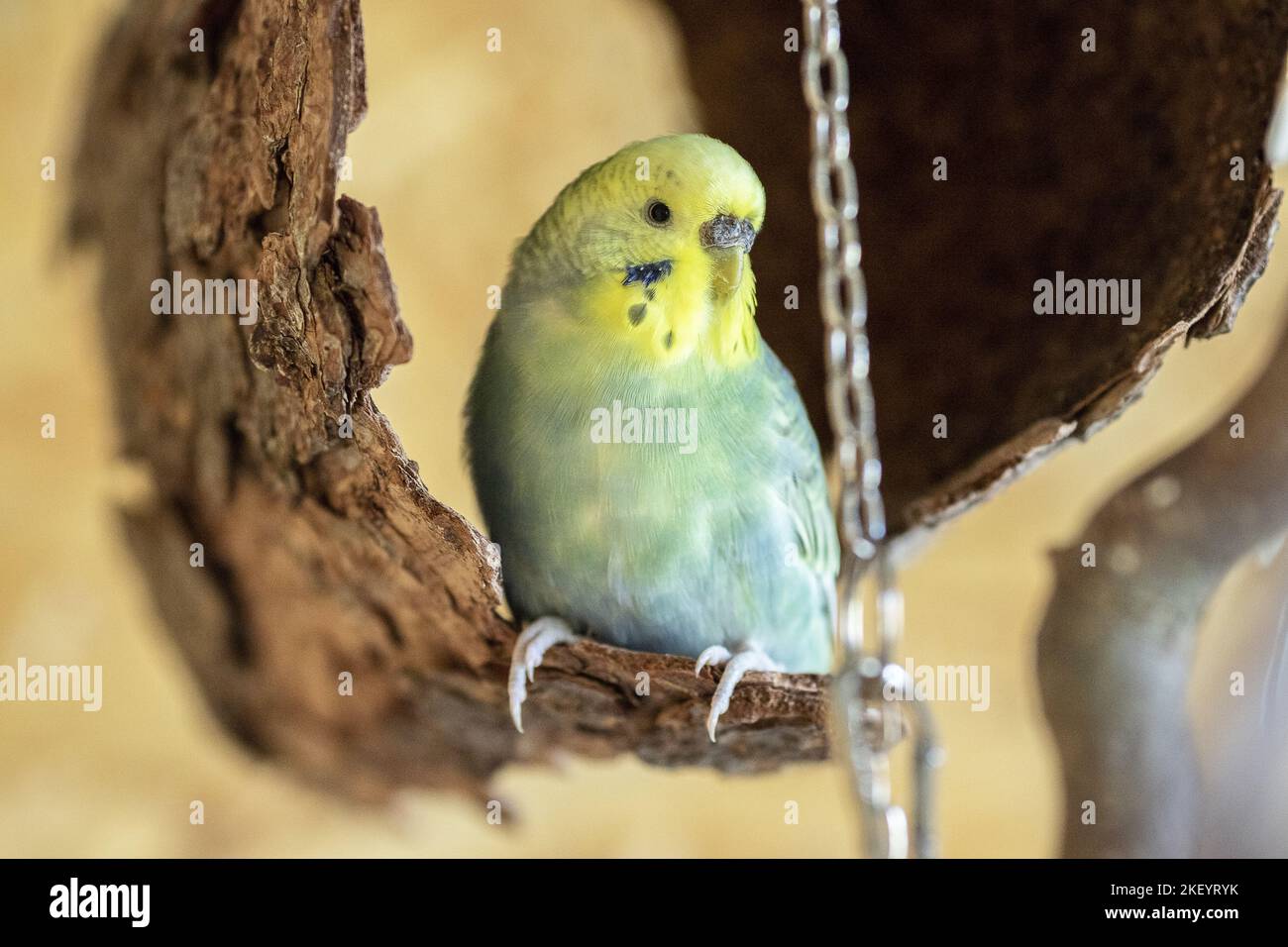 Birds inside the aviary hi-res stock photography and images - Alamy