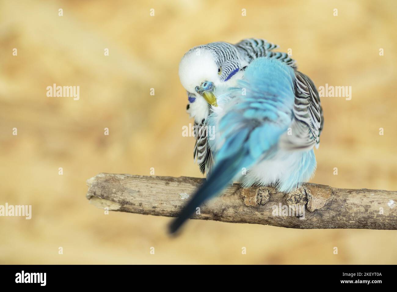 Back view of parakeet hi-res stock photography and images - Alamy