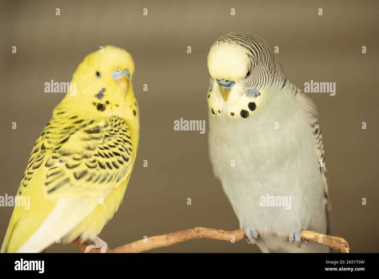 Grey budgie hi-res stock photography and images - Alamy