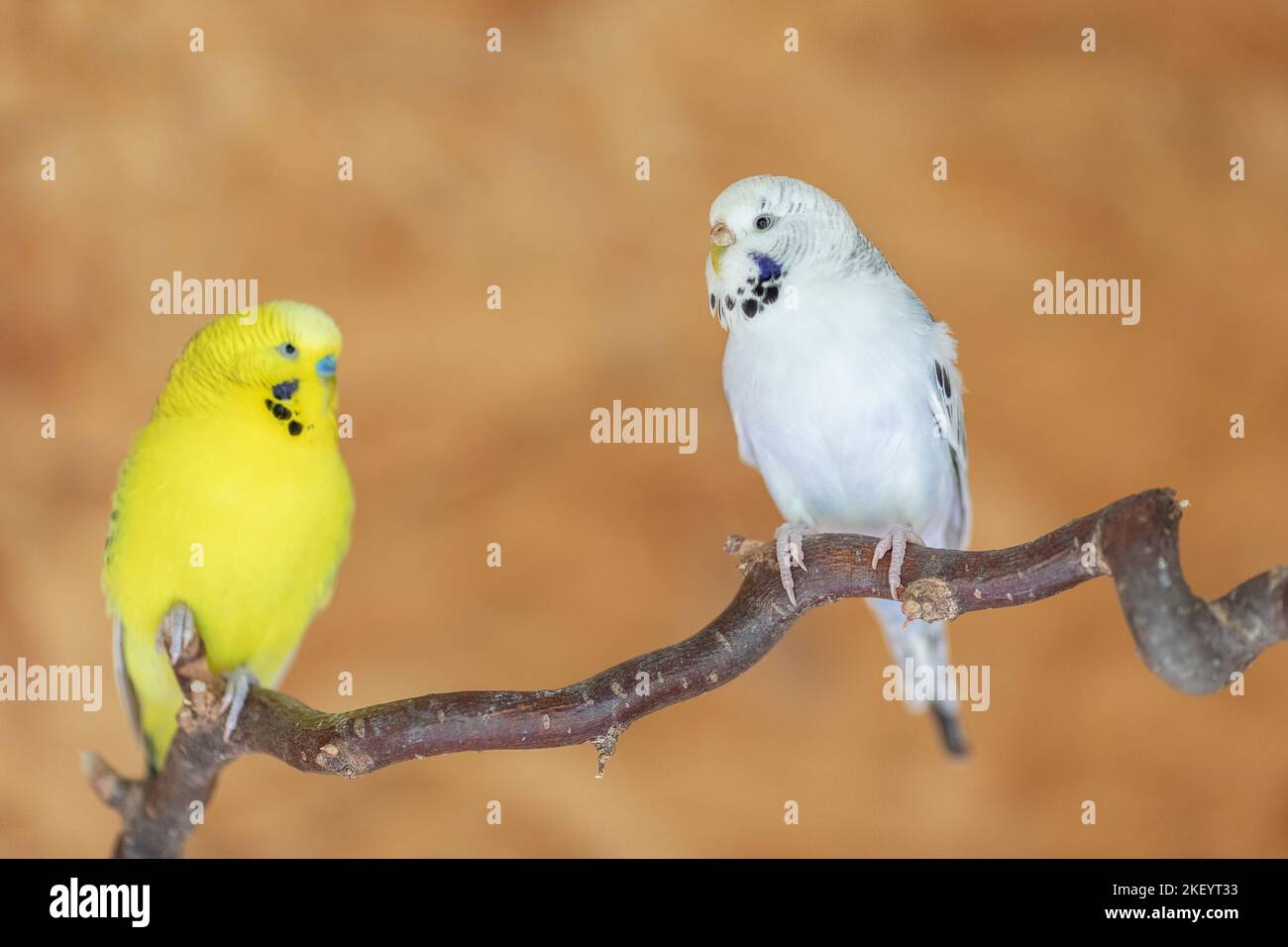 Yellow budgies hi-res stock photography and images - Alamy