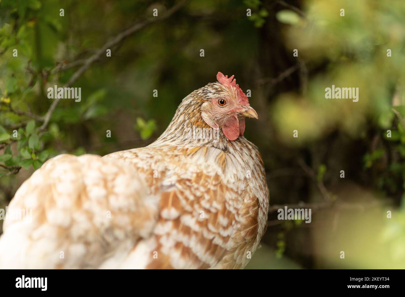 Swedish flower hen hi-res stock photography and images - Alamy