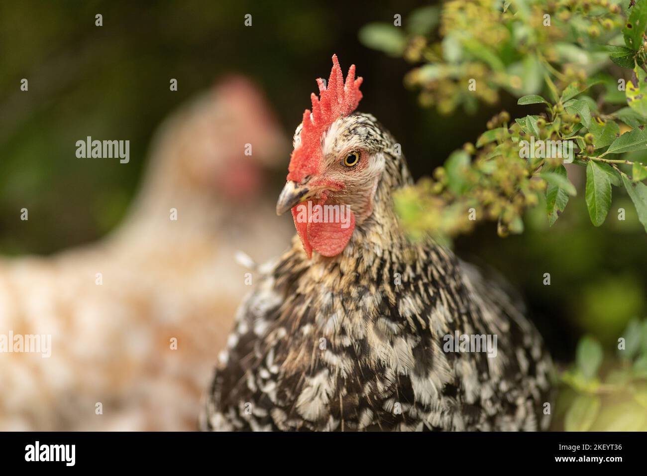 Swedish Flower Hen Stock Photo - Alamy