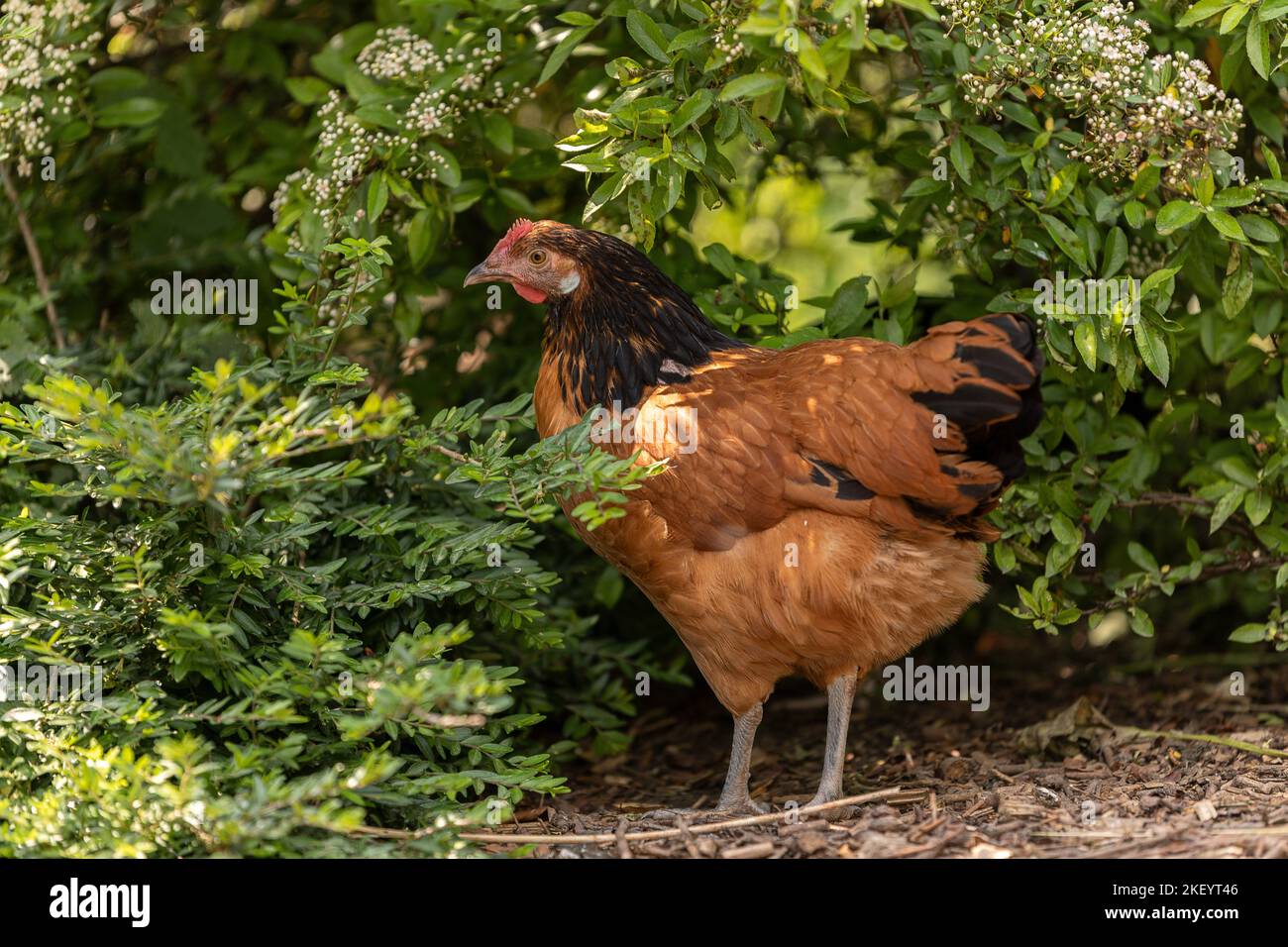 Vorwerk hen hi-res stock photography and images - Alamy