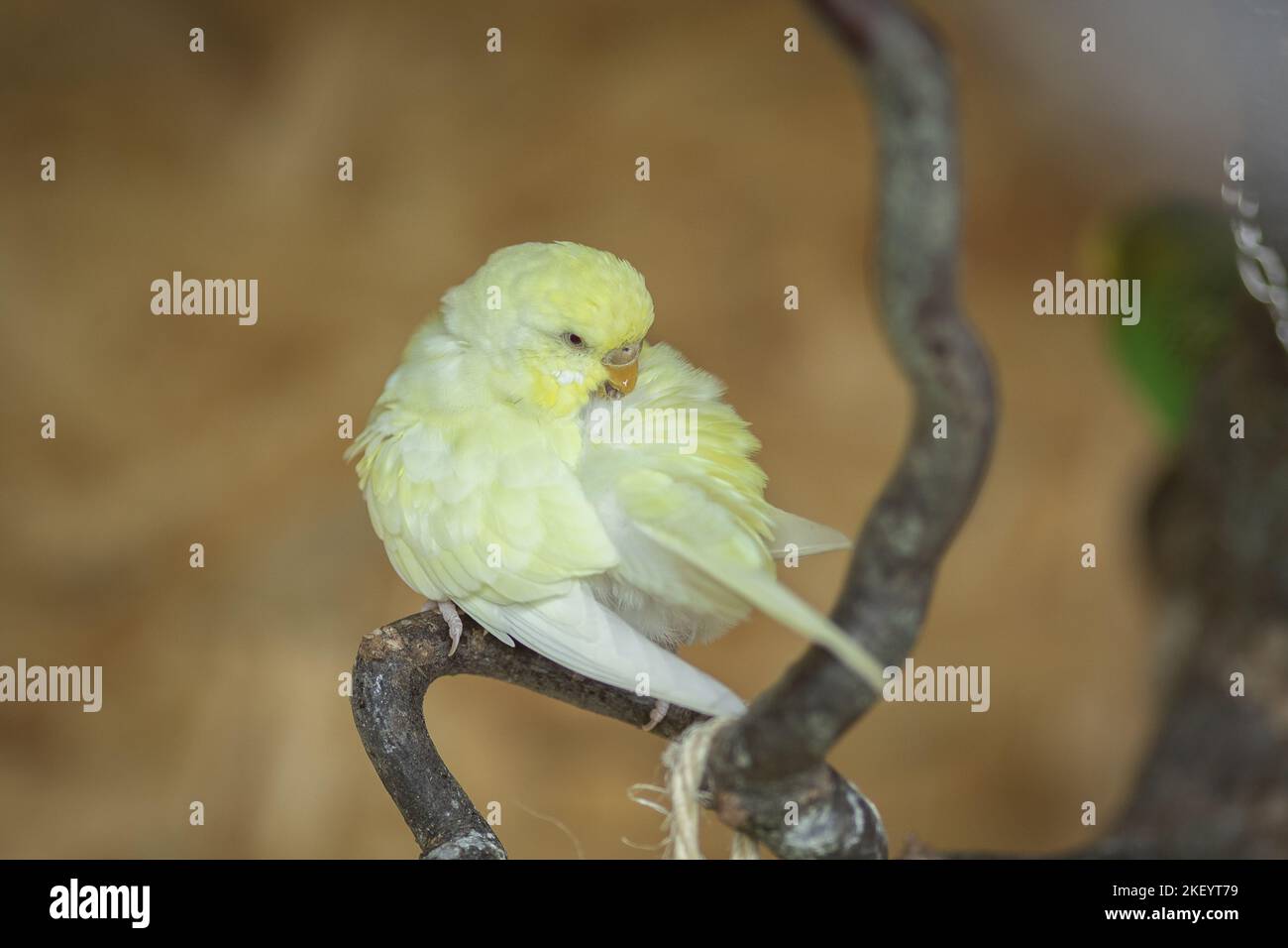 Preening yellow parakeet hi-res stock photography and images - Alamy