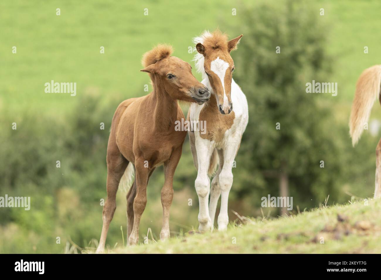 Two colored horses hi-res stock photography and images - Alamy