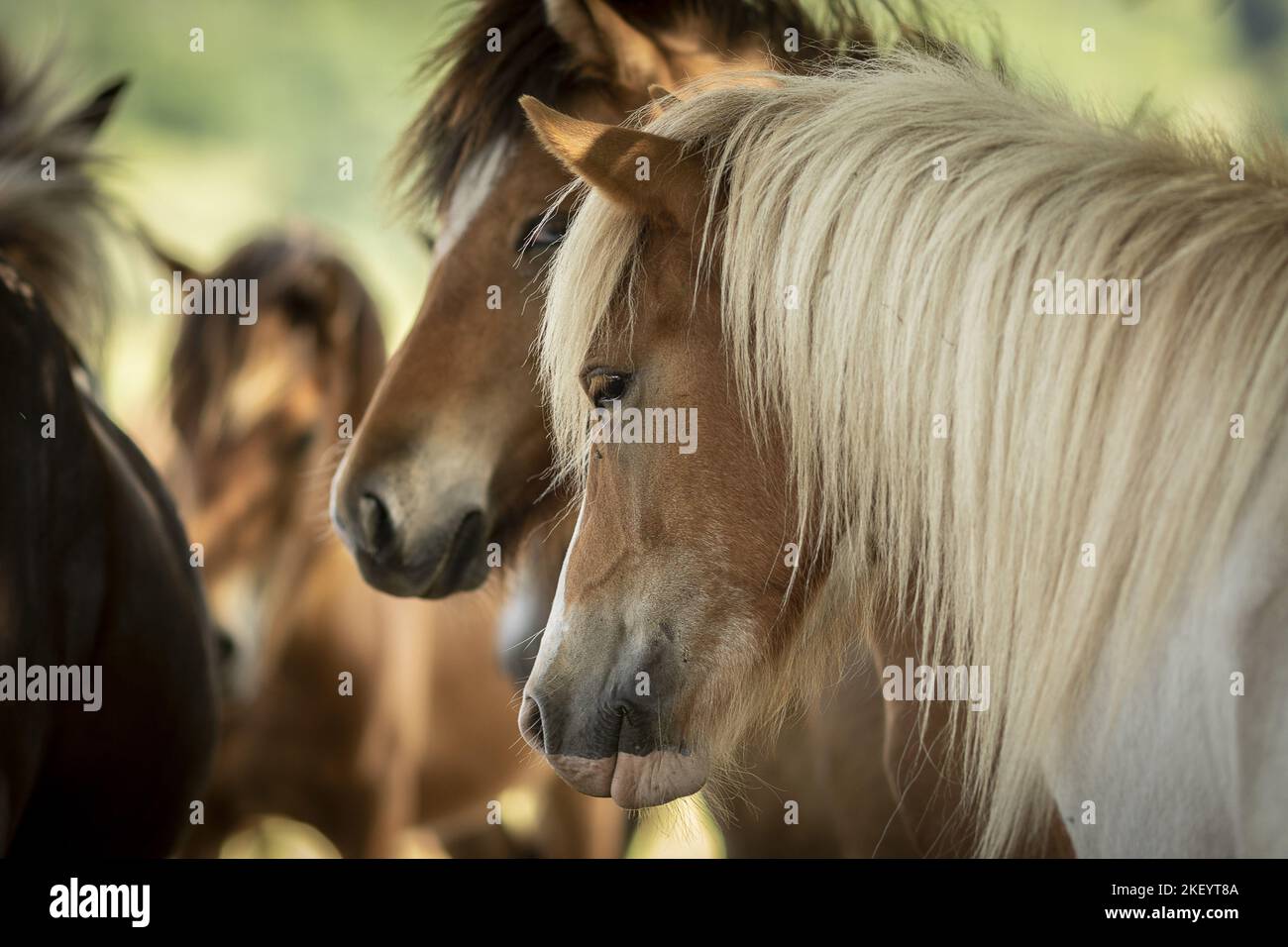 Two colored horses hi-res stock photography and images - Alamy
