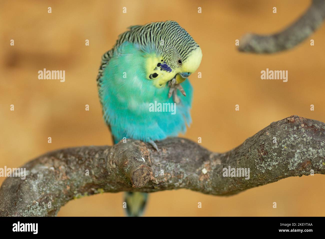 Preening yellow parakeet hi-res stock photography and images - Alamy