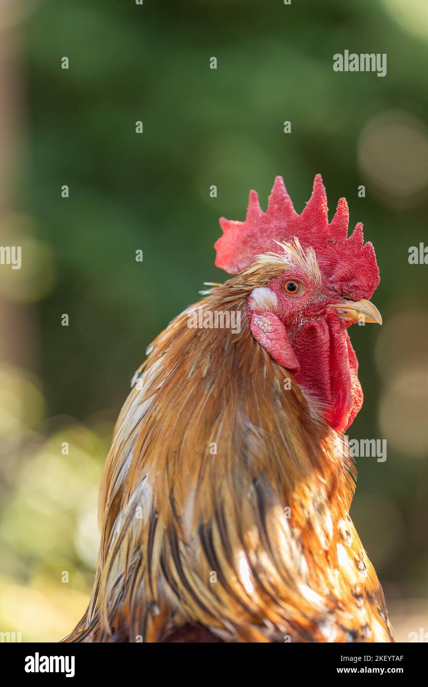 Swedish Flower Chicken Stock Photo - Alamy