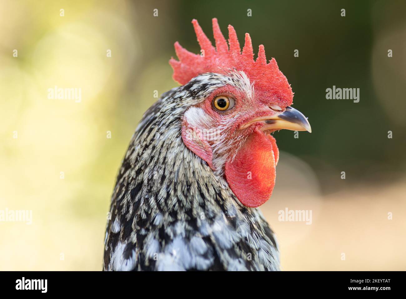 Swedish Flower Chicken Stock Photo - Alamy