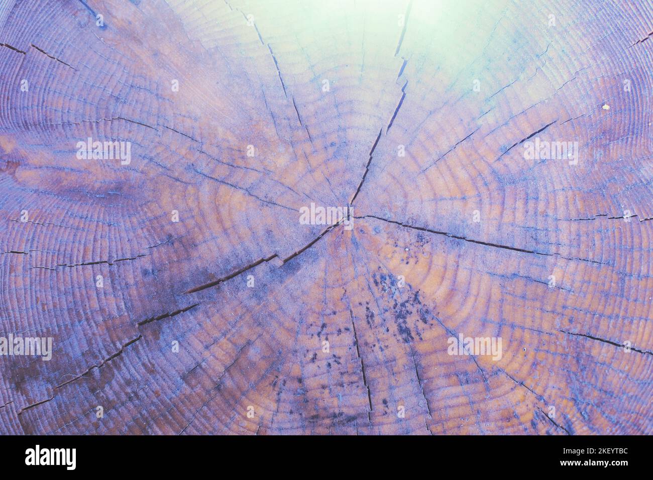 Cross section of a cut log.Wood structure. High quality photo Stock Photo - Alamy