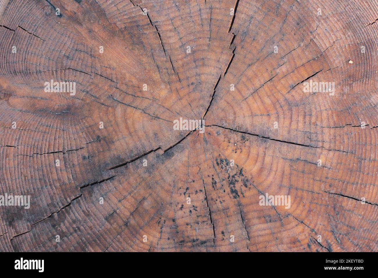 Cross section of a cut log.Wood structure. High quality photo Stock ...