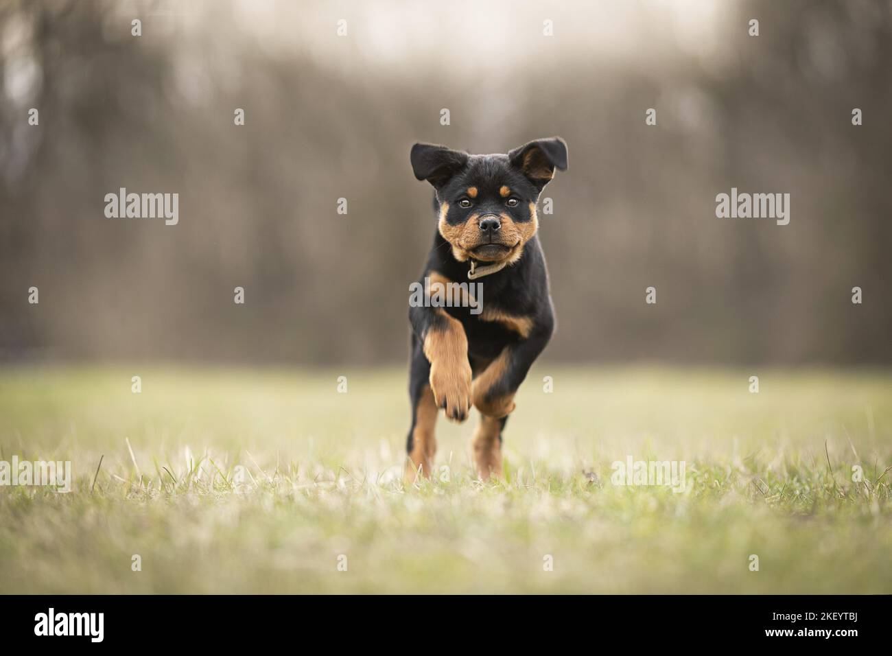 Running rottweiler puppy hi-res stock photography and images - Alamy