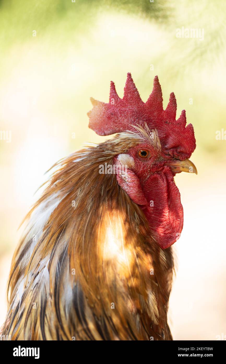 Swedish Flower Chicken Stock Photo - Alamy