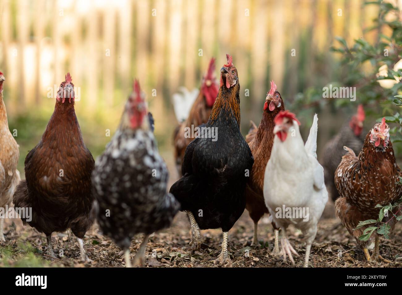 Hen goes chickens hi-res stock photography and images - Alamy