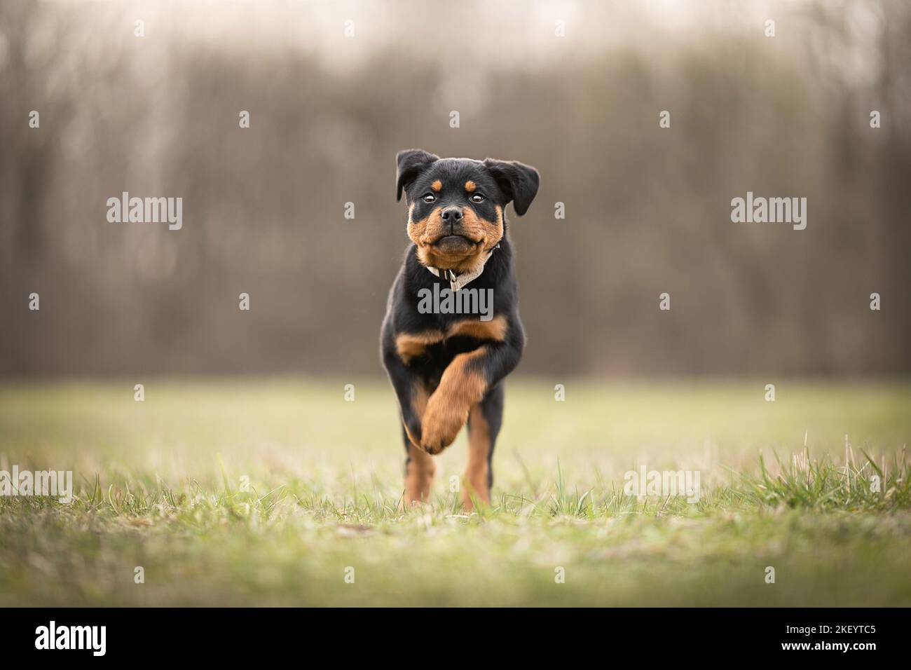 Running rottweiler puppy hi-res stock photography and images - Alamy