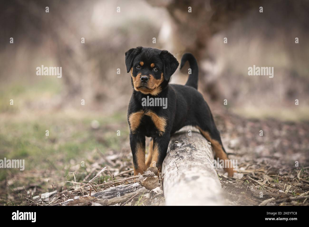 Photoshopped dogs hi-res stock photography and images - Alamy
