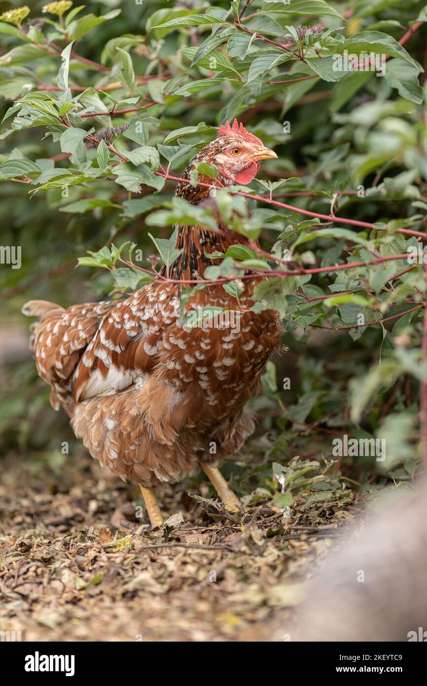 Swedish Flower Chicken Stock Photo - Alamy