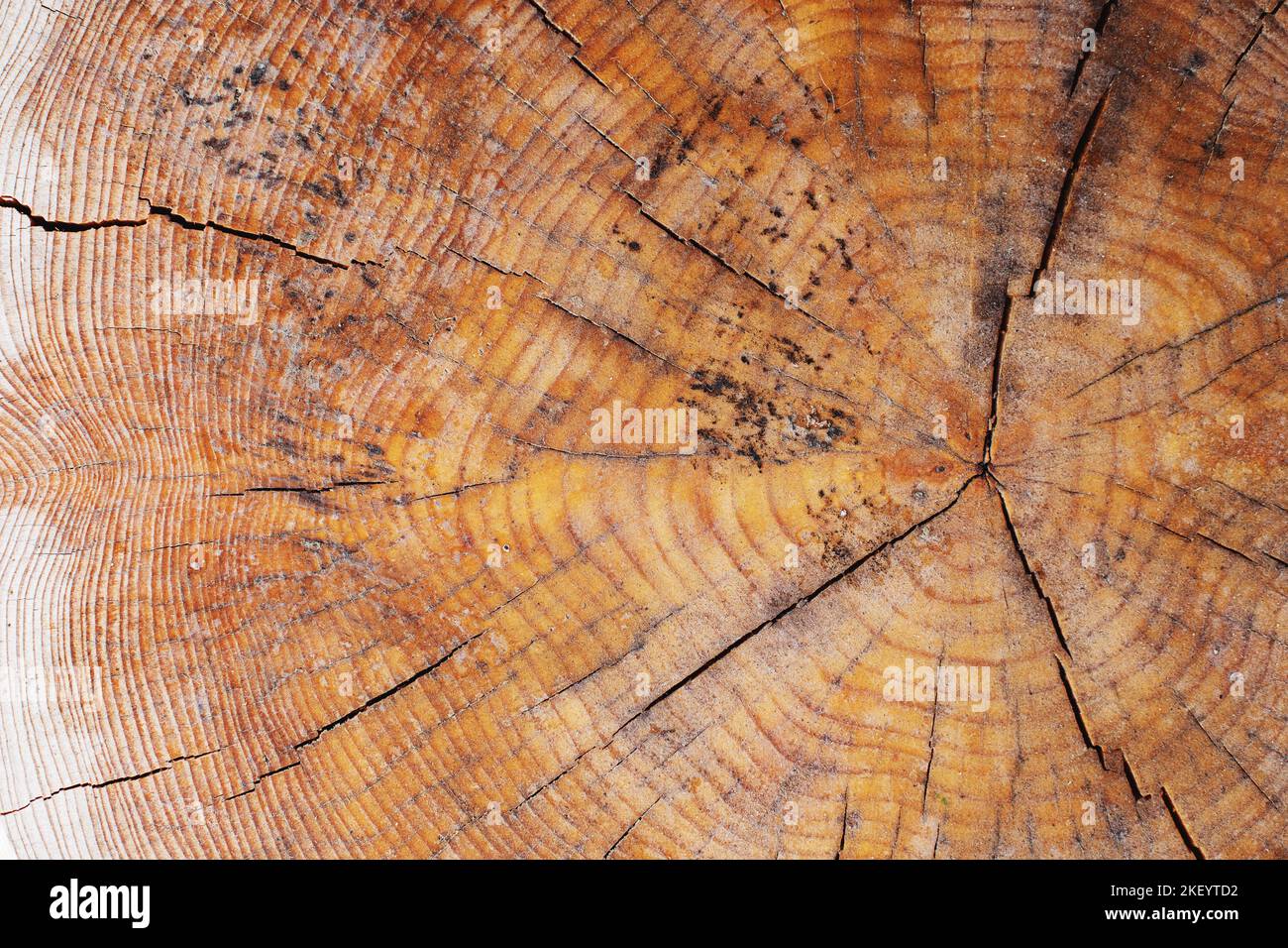 Cross section of a cut log.Wood structure. High quality photo Stock Photo - Alamy