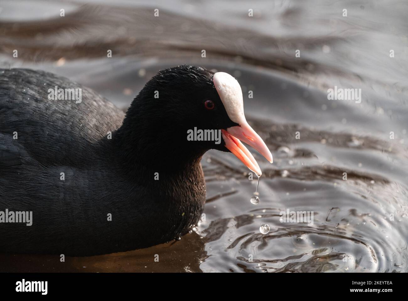 A close-up of the Eurasian coot (Fulica atra) swimming in a muddy pond ...