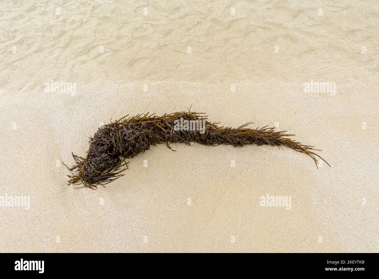 Brown seaweed in a mermaid shape on sand Stock Photo - Alamy